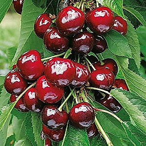 20 Bonsai Dwarf Cherry Tree Seeds | Indoor or Outdoor Fruit Tree | Made in USA, Ships from Iowa