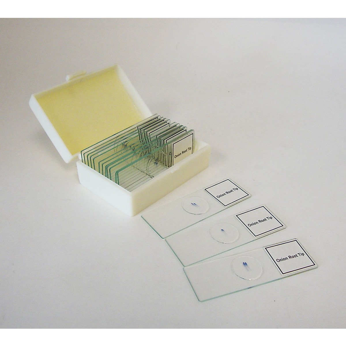 Prepared Slide, Plant Mitosis, Classpack of 15 Sides