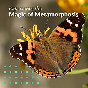 Clearwater Butterfly Live Painted Lady Butterflies - 5 Live Caterpillars - Live Caterpillars to Butterflies - Caterpillars for Butterfly Kit - Mesh Cage Not Included - Live Butterfly Kit - 5 Count