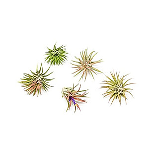 Air Plants Ionantha Mexican - Colors and Shape Varies Due to Seasonality-Live Tillandsia Succulent House Plants - Available in Wholesale and Bulk - Home and Garden Decor-Easy Care Plants (Pack of 5)