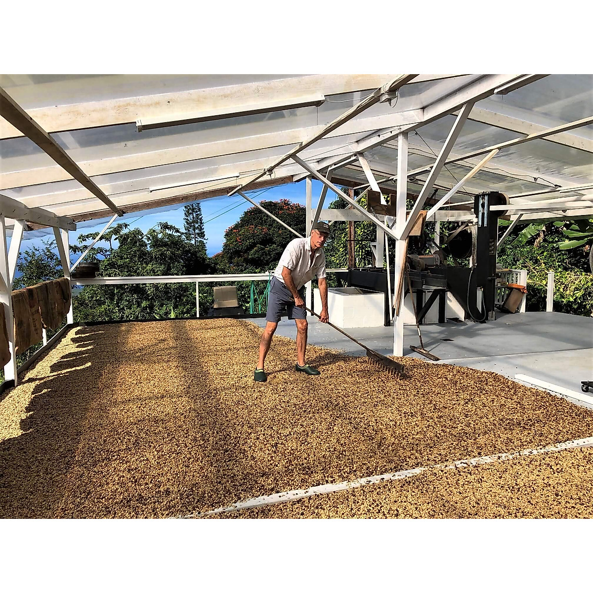 100% Kona Coffee – Whole Bean, Medium roast, Single estate gourmet coffee, 16 ounces, Farm fresh roasted from Domain Kona Coffee