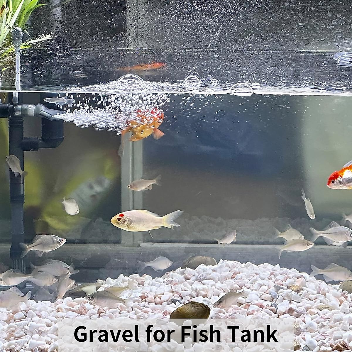 FANTIAN 2 lbs White Gravel, 3/8 Inch White Pebbles for Indoor Plants. White Stones for Succulents, Planters, Vase and Outdoor Garden Landscaping