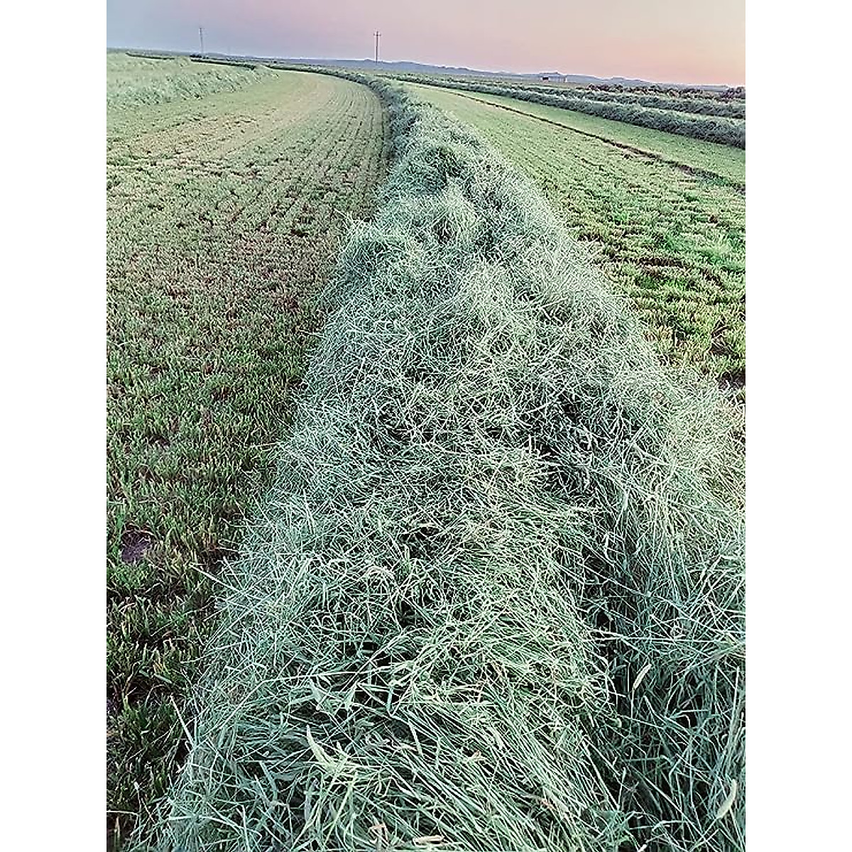 Bunny Honey Timothy Hay for Pets - Premium Quality All-Natural Feed for Rabbits, Guinea Pigs, and Chinchillas (Timothy5LB)