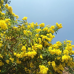 QAUZUY GARDEN 50 Seeds Yellow Bells Trumpet Bush Seeds Yellow Elder, Esperanza Tree, Tecoma Stans, Hardy Drought Heat Tolerant - Flamboyant Perennial Privacy Screen Accent