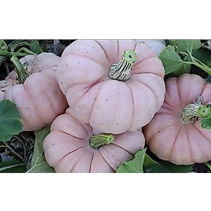 Porcelain Princess Pumpkin Seeds for Planting (10 Seeds)