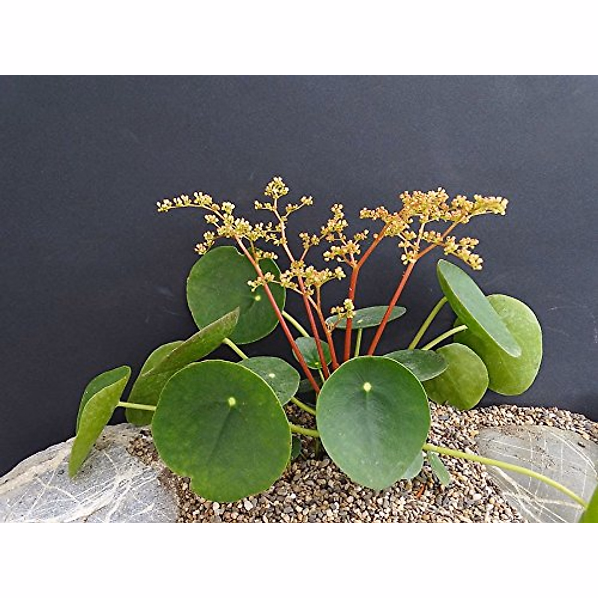 Hirt's Gardens Chinese Money Plant - Pilea peperomioides - 4" Pot