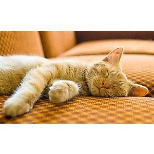 I LOVE MY PETS LLC cat Calming Products for Aggression - CAT Relaxant - Anxiety Relief & Calmer - Premium Quality Treats - Anxiety Relief Cats - 270 Treats (3 Bottles)