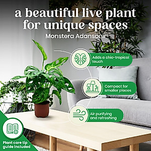 Monstera Adansonii Swiss Cheese Plant, Live in a 4 inch Pot by BubbleBlooms