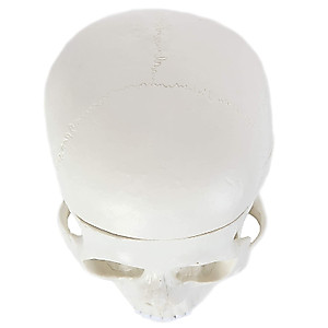 Alikeke Human Skull Anatomical Model, Human Anatomy Head Skeleton Model 4.5x3.5x3.5 in, Includes Full Set of Teeth, Removable Skull Cap and Articulated Mandible