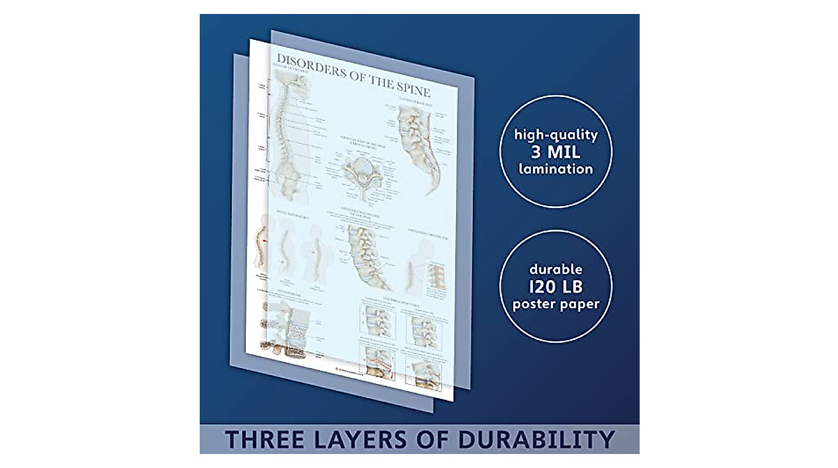 Anatomical Charts: Spinal & Cranial Nerves + Spine Disorders Set