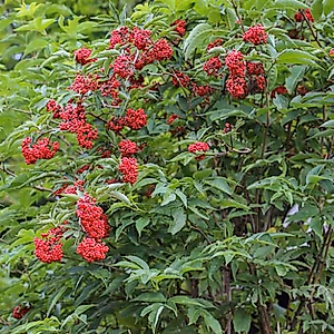 CHUXAY GARDEN 50 Seeds Sambucus Racemosa,Red Elderberry,Red-berried Elder Deciduous Suckering Shrub Attract Butterflies Great for Traditional and Wildlife Gardens