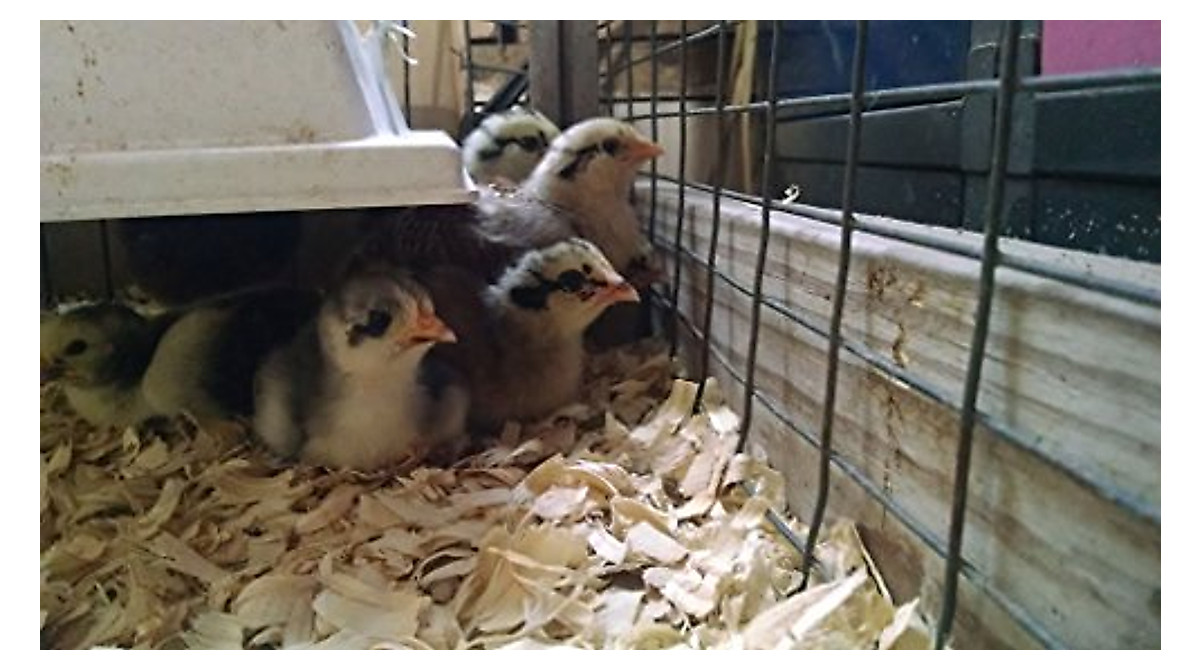 SWEETER HEATER - Safe Infrared Heater for Pets & Chicks