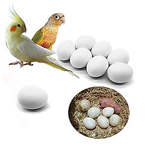 FOIBURELY 8 Pcs Solid Parrot Plastic Eggs Hatching Eggs Green Cheek, Lorikeet&Ringneck Dove, Quaker, Cockatiel. Trick The Birds to Stop Laying Eggs, Plastic Eggs