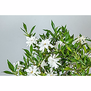 Perfect Plants Frostproof Gardenia Live Plant, 1 Gallon Pot