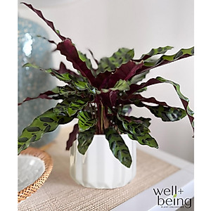 Nature's Way Farms Calathea Rattlesnake, Live Indoor Houseplant, Long Leaf Prayer Plant, Tropical Plant, Pet Safe (8-15 inches Tall) in Growers Pot