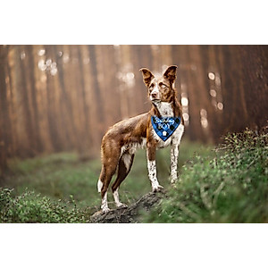 Funny Blue Plaid Cotton Pet Dog Bandana, Birthday Boy Dog Scarf Gender Reveal Photo Prop Accessories Birthday Party for Pet Dog Master Lovers Owner Gift