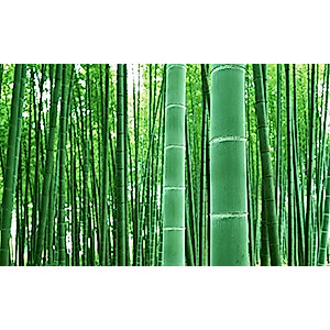 100+ Giant Timber Bamboo Seeds for Planting | Exotic and Fast Growing | Ships from Iowa, USA | Landscaping, Privacy, Indoor or Outdoor (Giant Bamboo)