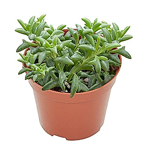 Rare Succulent 4-inch String of Dolphins, Live Succulents Plants Fully Rooted in Pots with Soil, Easy-Care House Plant for Home Office Decoration, Wedding Party Favor Gift