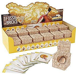 Dig a Dozen Fossil Bricks - Break Open 12 Bricks and Discover 12 Unique Real Fossils - Archaeology Science STEM Gift