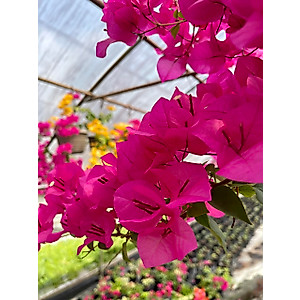 Live Plant Bougainvillea Vine Plant Assorted Colors 6" Pot with Trellis