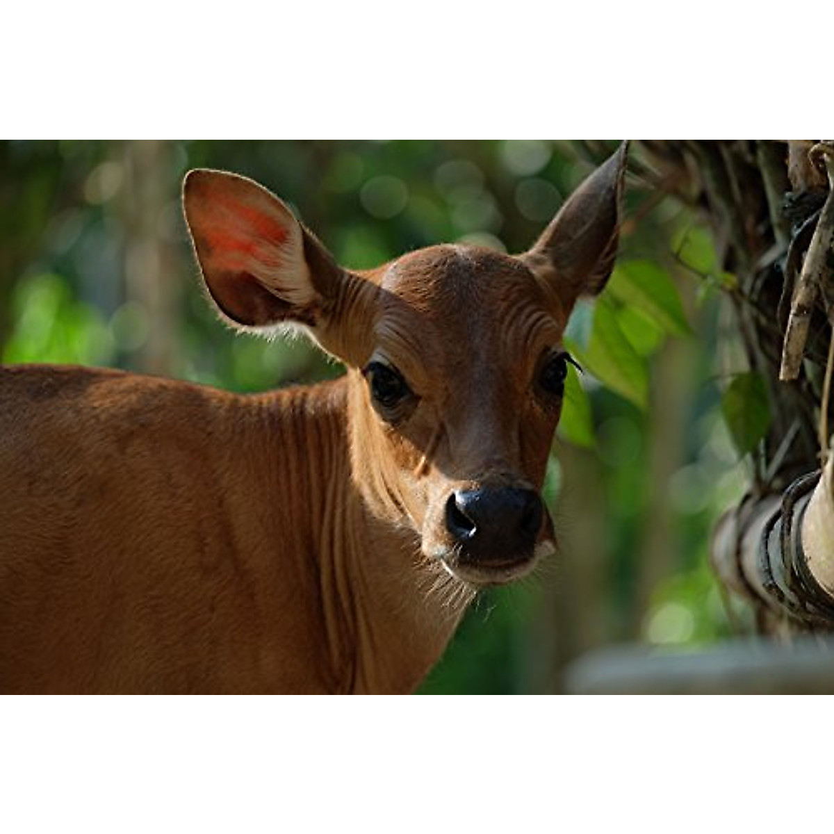 FUJIFILM Mirror-Less Single-Lens X-A2 Double Zoom Lens kit Silver X-A2S1650II / 50230II [International Version, No Warranty]