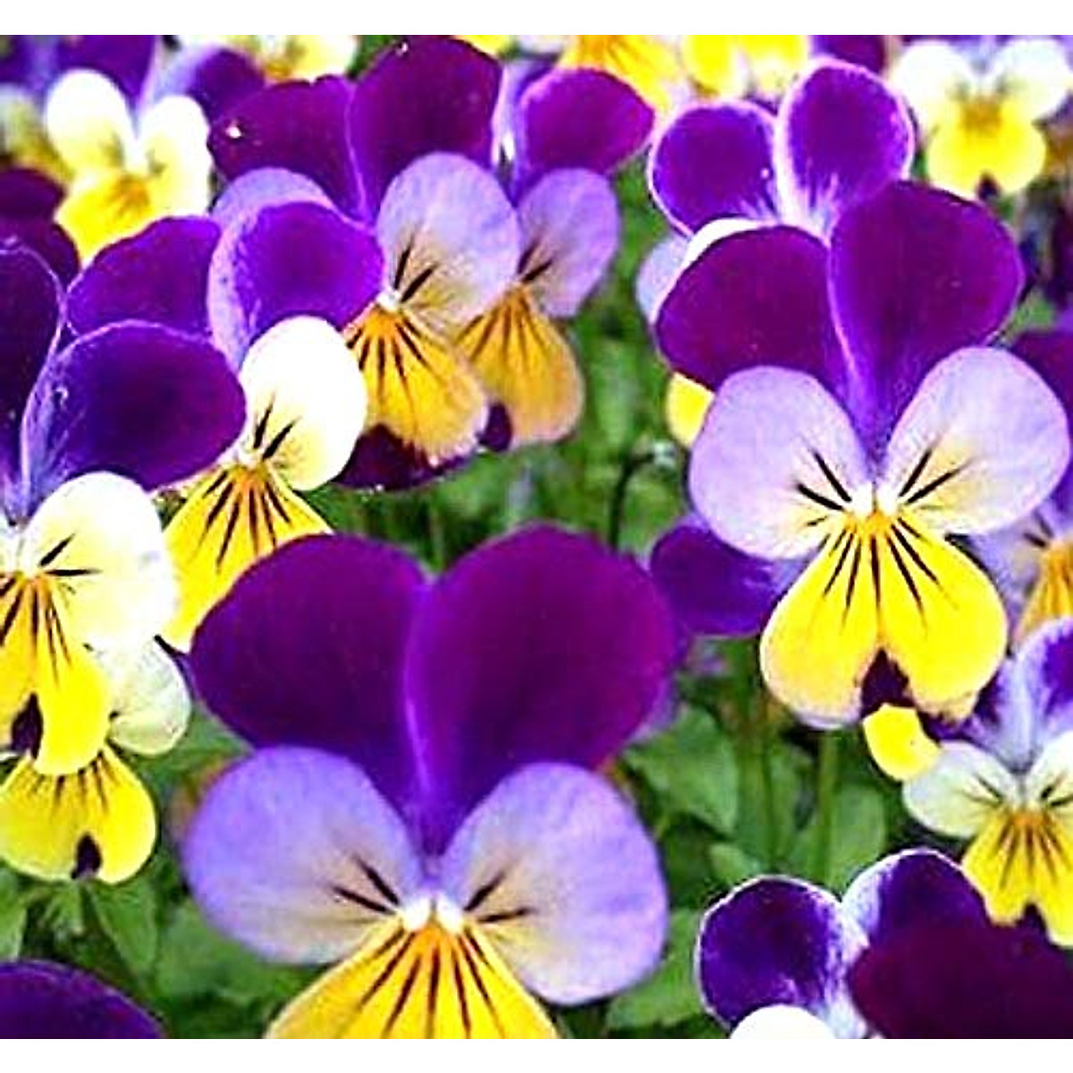 MySeeds.Co Big Pack - Johnny Jump Up Flower Seeds (20,000 Seeds) - Viola cornuta 'Helen Mount' - Edible Flower Seeds (Big Pack - Johnny Jump Up)
