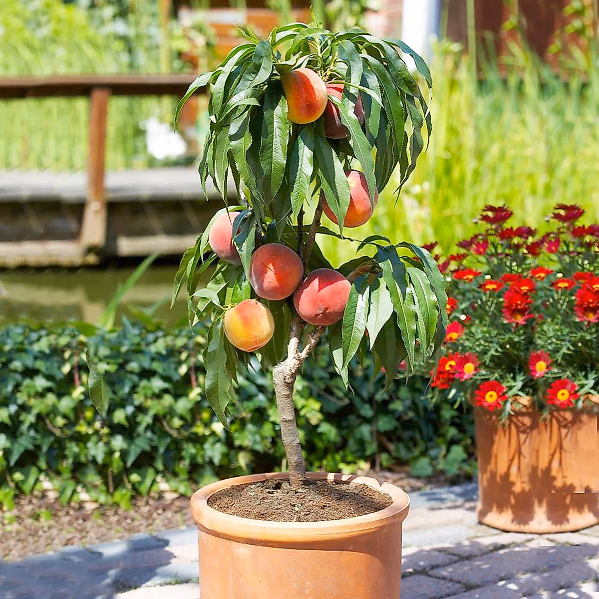 Dwarf Peach Tree Seeds GMO Free Organic Compact Size Popular Choices for Small Gardens, Patios, Balconies, and Even Indoor Cultivation Easier Maintenance 10Pcs Fruit Seeds by YEGAOL Garden