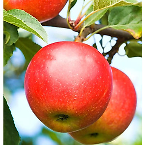 5 Gala Apple Tree Seeds, Sweet Apple Fruit Bush Seeds Ornament Perennial Garden Plating