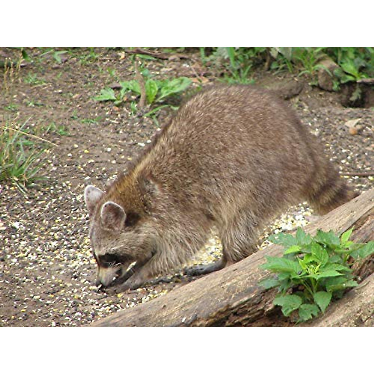 Executive Deals Cracked Corn Feed for Birds, Squirrels, Deers, Wildlife - 10LB (Double-Sealed)