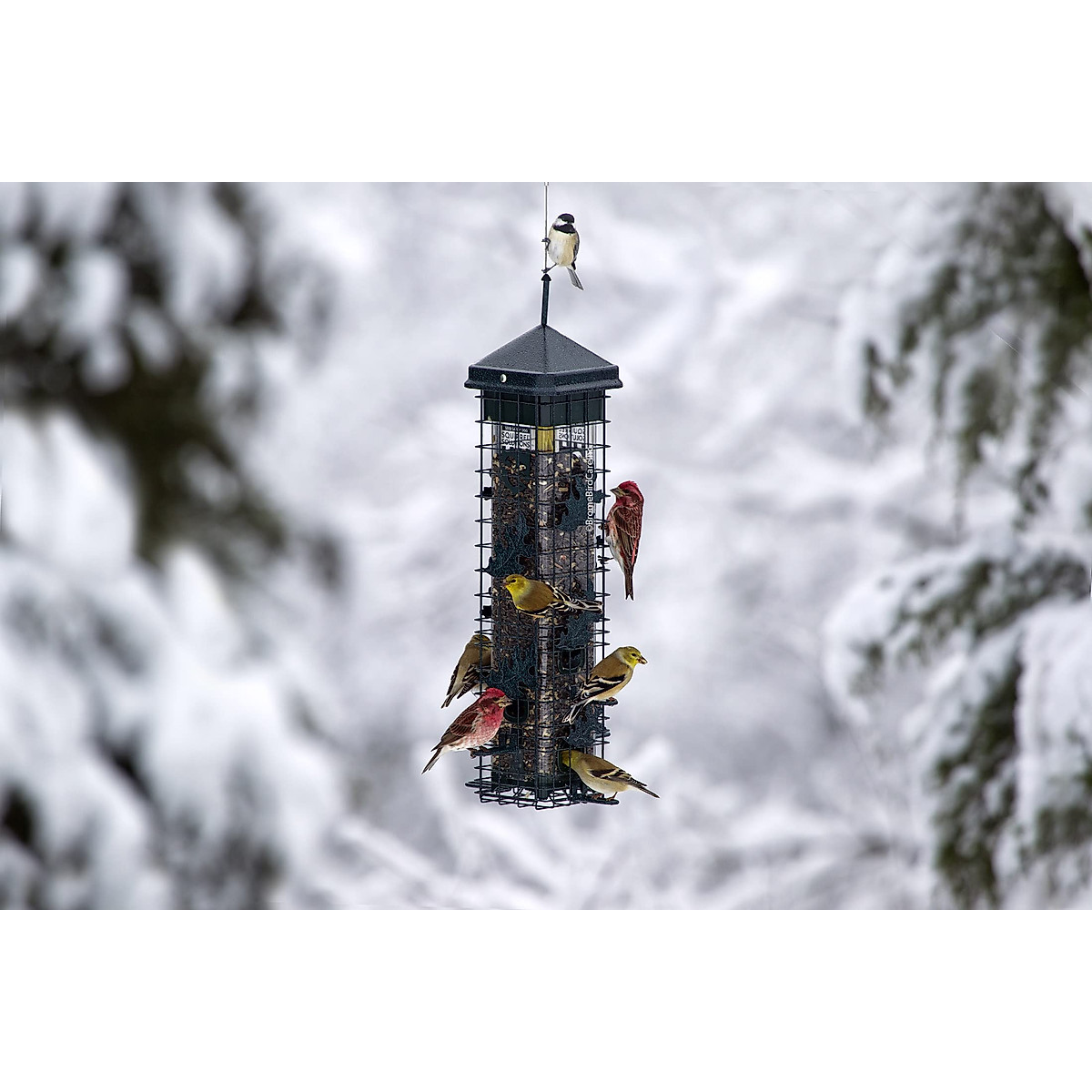 Squirrel Solution200 Squirrel-proof Bird Feeder w/6 Feeding Ports, 3.4-pound Seed Capacity, Free Seed Funnel