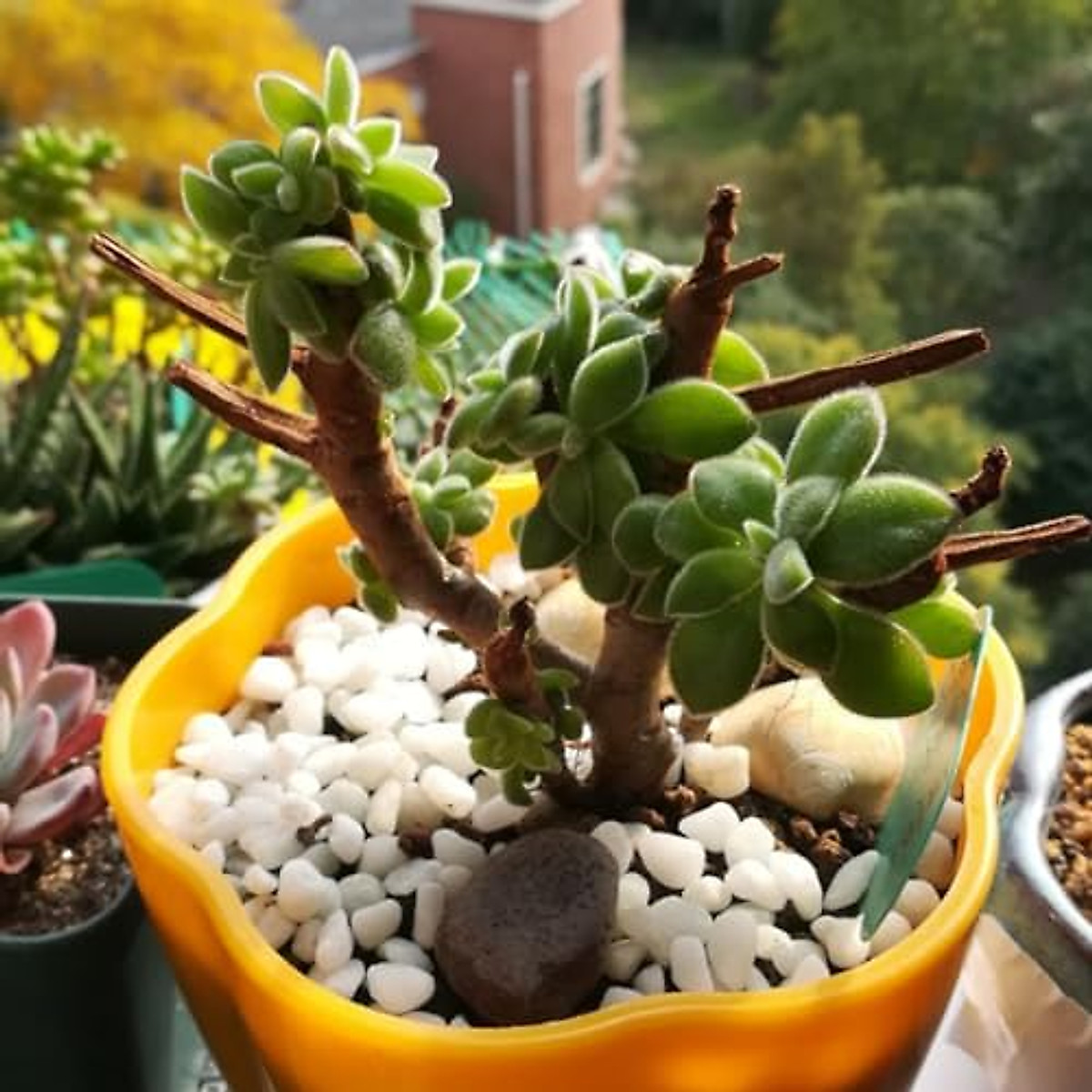 White Rock Pebbles 2.1lb Pumice Potting Soil Amendment - Succulent & Cactus Bonsai Gritty Rock Decorative Gravel Plant Drainage for Top Dressing & Fairy Gardening