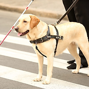 5 Pcs Safety Dog Collar Clips Prong Collar Backup Clips Adjustable Reflective Nylon Dog Collar Harness Connector Metal Double Ended Backup Clasp for Dog Harness Pet (Bright Color)