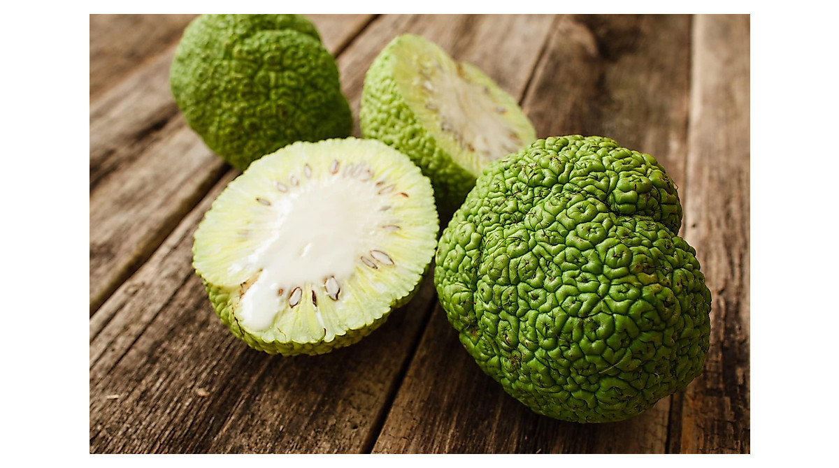 Buy Osage Orange Tree Seeds - Hardy, Resilient & Easy to Grow