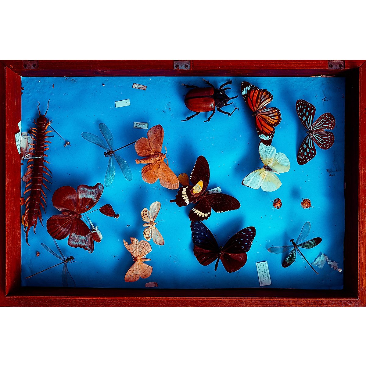 Making Insect Specimen Tools Kit, with Insect Pins,Insect Pinning Board, Wings Pressing Paper,Tweezers, Scissors, Insect Display Case, Insect Collection for Bug Hobbyist/Biology Projects