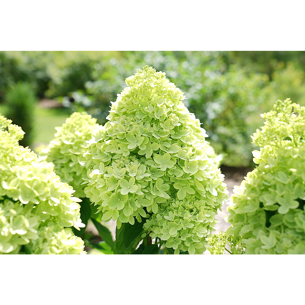 Proven Winner Little Lime Hydrangea 2 Gal, Green to Pink Blooms