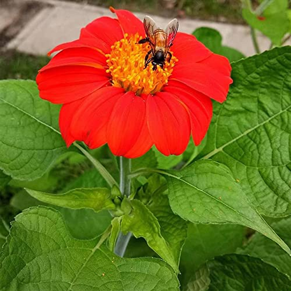 QAUZUY GARDEN - 50 Red Mexican Sunflower Seeds Tithonia Speciosa Red Torch, Striking Flower for Garden, Outdoor and Indoor, Attract Pollinators, Great for Cut Flower