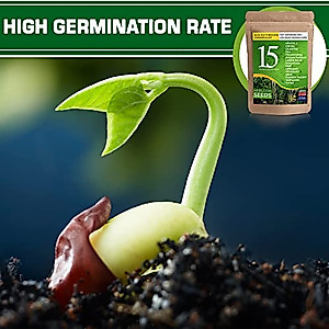 15 Culinary Medicinal Herb Seeds Pack for Planting Indoors and Outdoors - 100% Heirloom, USA Grown, Non GMO - Good for Hydroponic Garden - Arugula, Chives, Cilantro, Italian Basil, Parsley, and More