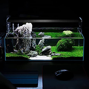 SubstrateSource Dwarf Baby Tears Hemianthus Callitrichoides Live Aquarium Plant Tissue Culture Cup - 100% Snail Free in Vitro (Dwarf Baby Tears)