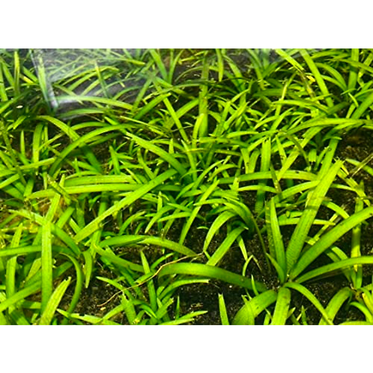 Marcus Fish Tanks - 10x Dwarf Sagittaria Subulata Live Aquarium Plant Dwarf Sag Freshwater Aquatic Carpeting Plant BUY2GET1FREE