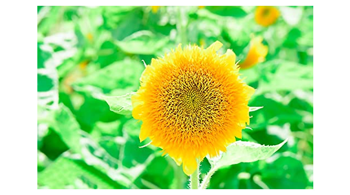 1000+ Mix Sunflower Seeds - 15 Varieties for Planting