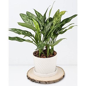 Pllieay 8Pcs 8-9 Inch Wood Slices, Natural Wood Slices for Centerpieces Large Unfinished Round Wood Pieces for Ornaments, Wood Circles for Wedding, Table Centerpieces Decor and Other DIY Crafts