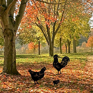 TT & MM Metal Chicken Yard Decor 3 Pcs Rooster Garden Stakes,Chicken Gifts for Women/Men,Hen/Chicks Silhouette Statues for Yard Art,Backyard,Patio,Lawn Ornaments,Outdoor Decor