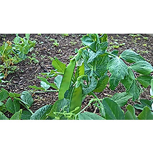 Oregon Giant Snow Pea Seeds for Planting, 25+ Heirloom Seeds Per Packet, (Isla's Garden Seeds), Non GMO Seeds, Botanical Name: Pisum sativum, Great Home Garden Gift