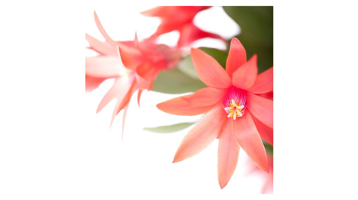 Red Easter Cactus Live Plant Rooted Rhipsalidopsis Hatiora Flower Plant ...