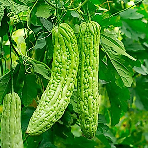 50 Pcs Non-GMO Bitter Gourd Seeds Bitter Melon Seeds Bitter Squash Seeds Balsam Pear