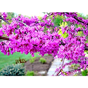 Eastern Redbud Tree Sakura Bonsai American Redbud Cercis Canadensis 15 Seeds Garden Seeds for Planting