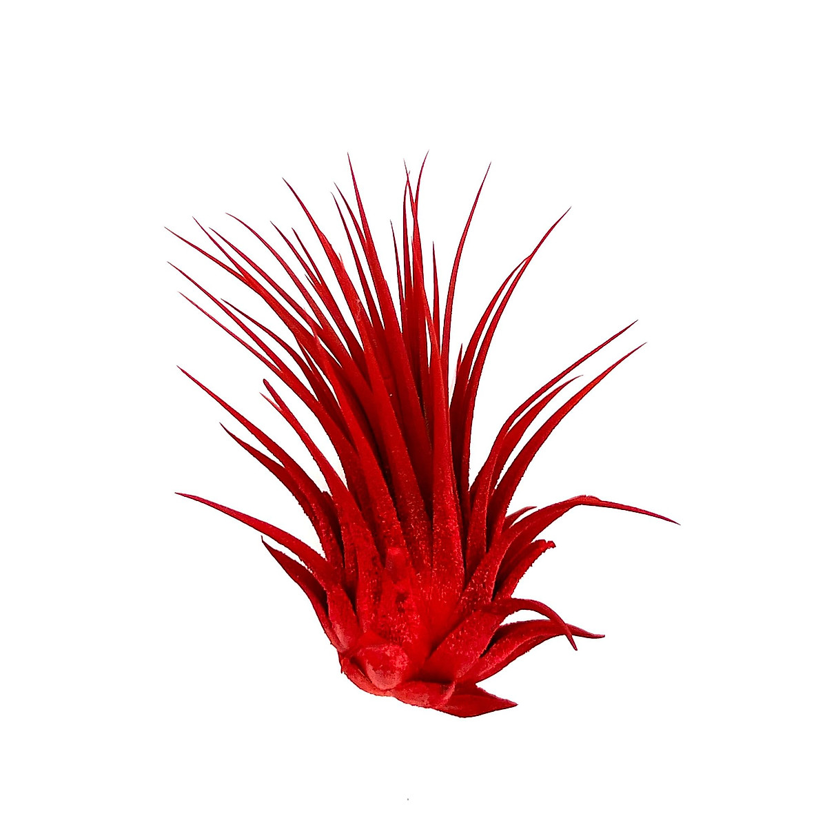 ragnaroc Air Plants - Dyed Tillandsia Ionantha, Regular 2-3" - 1ct - Live Arrival Guaranteed - House Plants for Home Decor & Gift, Jule Red