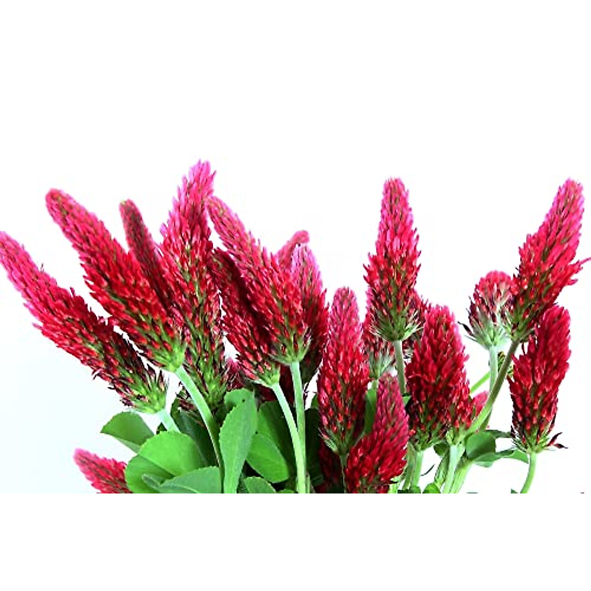 Crimson Clover Seeds for Planting, 1500+ Flower Seeds Per Packet, (Isla's Garden Seeds), Non GMO & Heirloom Seeds, Scientific Name: Trifolium incarnatum, 90% Germination Rates, Great Home Garden Gift