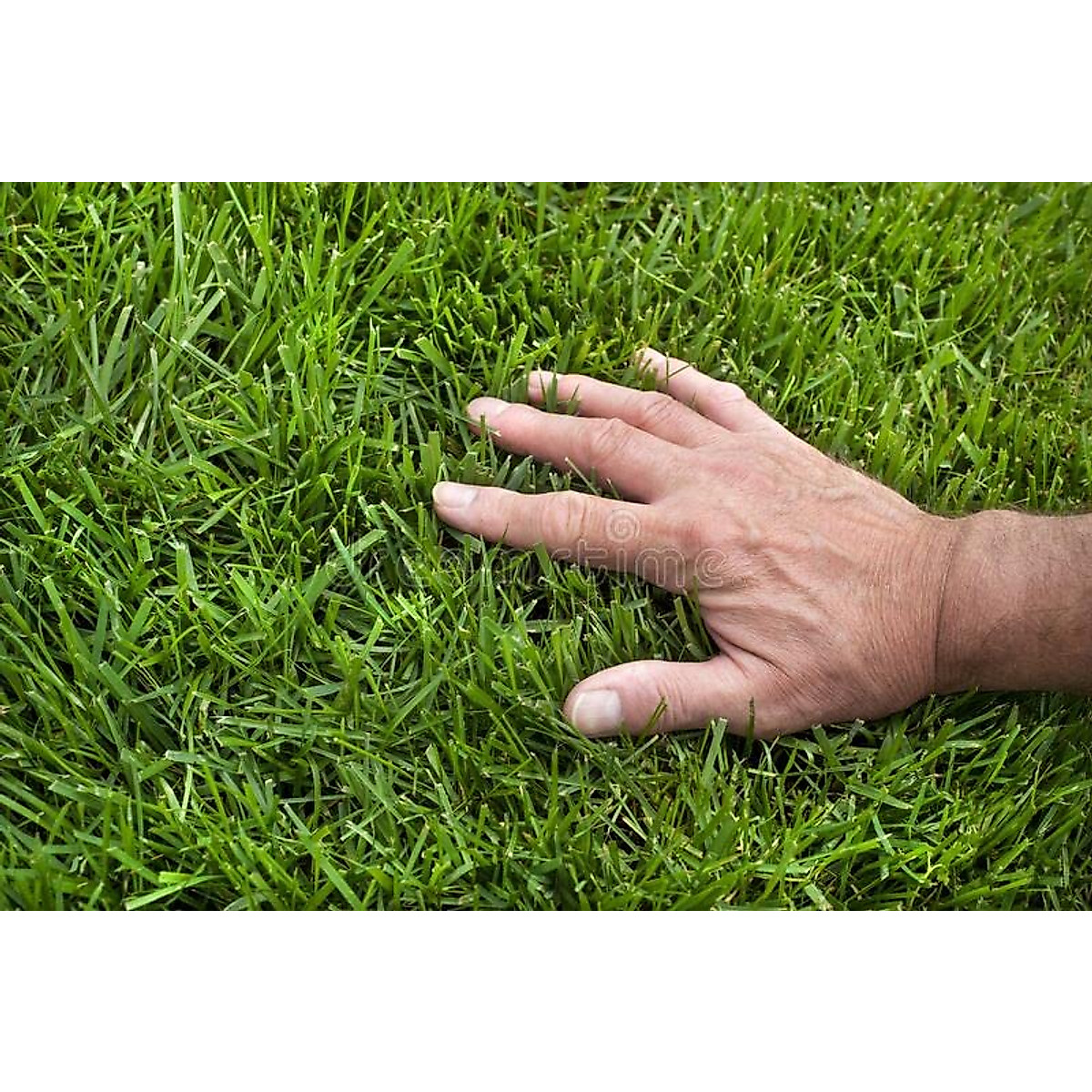 Pennington Tri-Fescue 50 LB Bag of Seed. Will Grow in Both Full Sun and Partial Shade Areas. Each Bag Covers 10,000 Square Feet When Overseeding Your Lawn + Home and Country USA Tri Fescue Tech Sheet