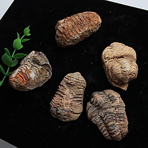 Acxico 1Pcs Flexicalymene Moroccan Trilobites Fossil 4-5.5cm- Morocco